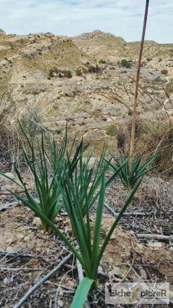 Asphodelus ramosus o gamón - ElcheXploreR