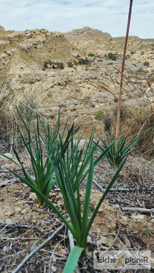 Asphodelus ramosus o gamón - ElcheXploreR