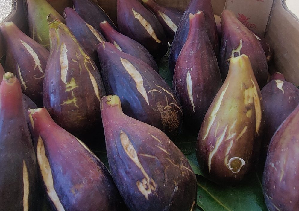 Untar bacores i figues con oli - ElcheXploreR