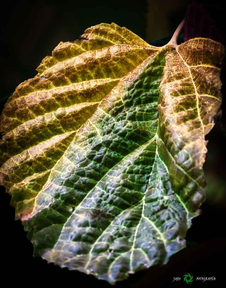 El otoño y las hojas - ElcheXploreR