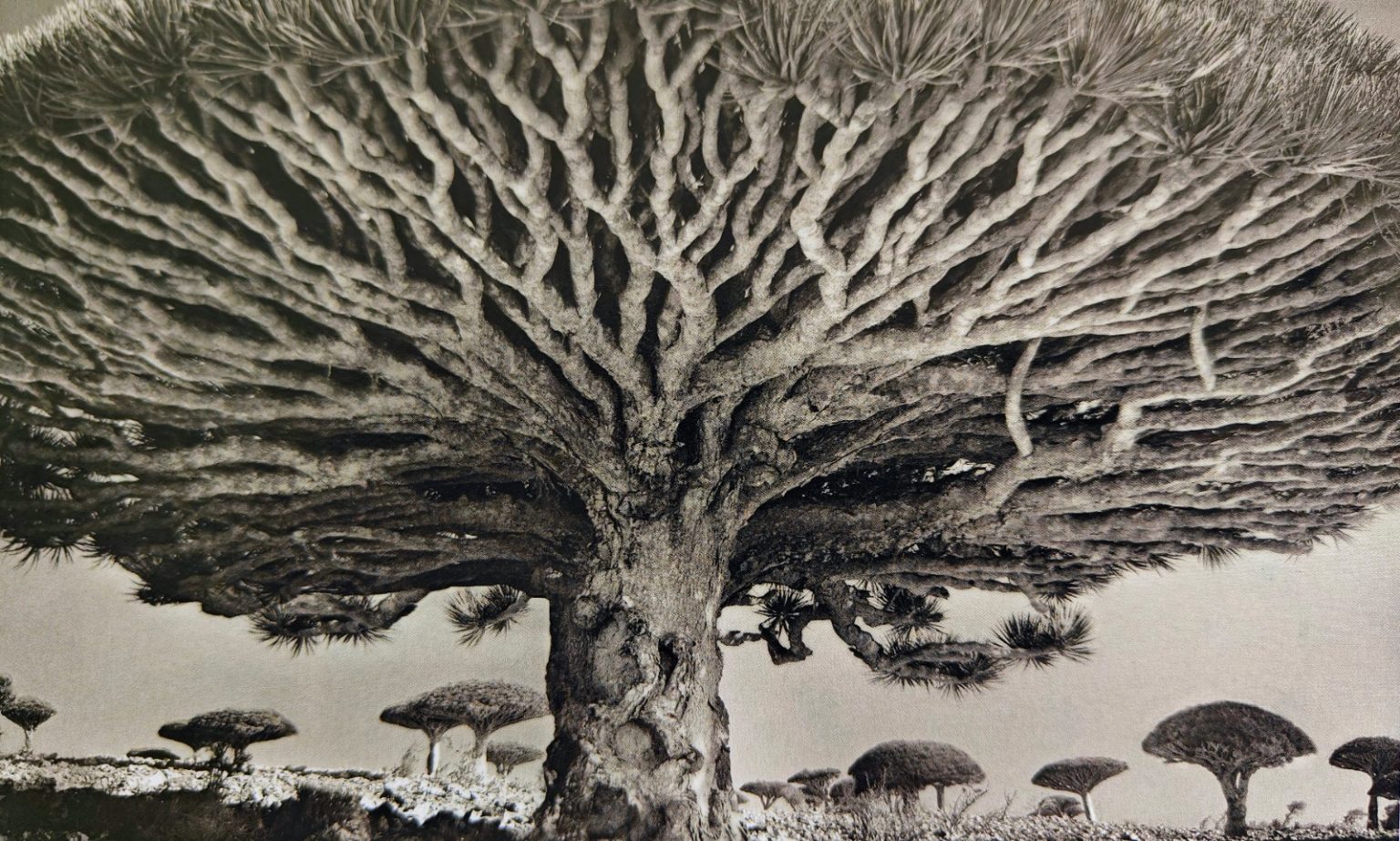 El Árbol de Sangre de Dragón - ElcheXploreR